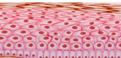 Health Lesson: Learning About Skin | NIAMS